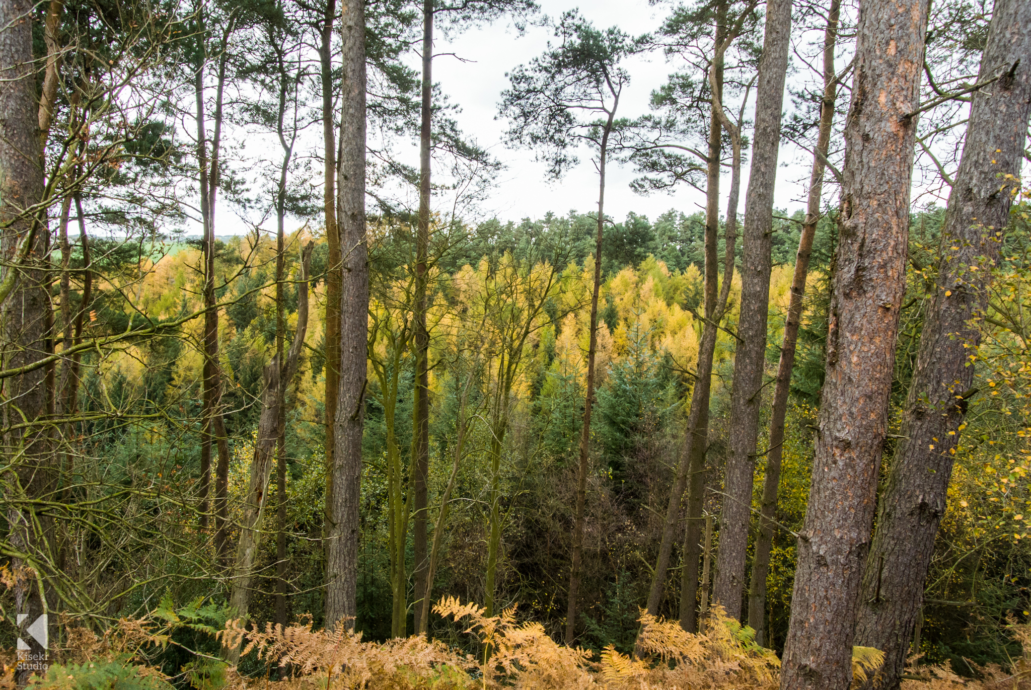 Dalby Forest - Mountain Bike Ride - Kiseki Studio